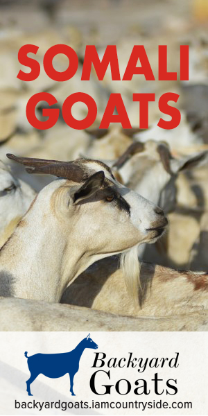 Somali Goat - Breed Profile - Goat Journal
